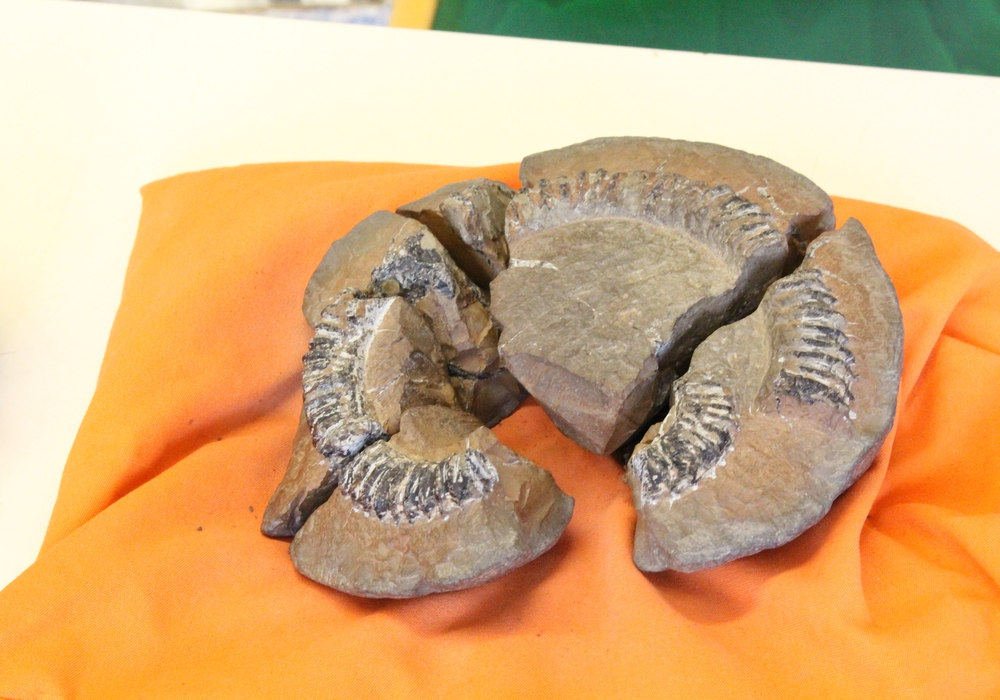 Tag des Fossils | regionalHeute.de