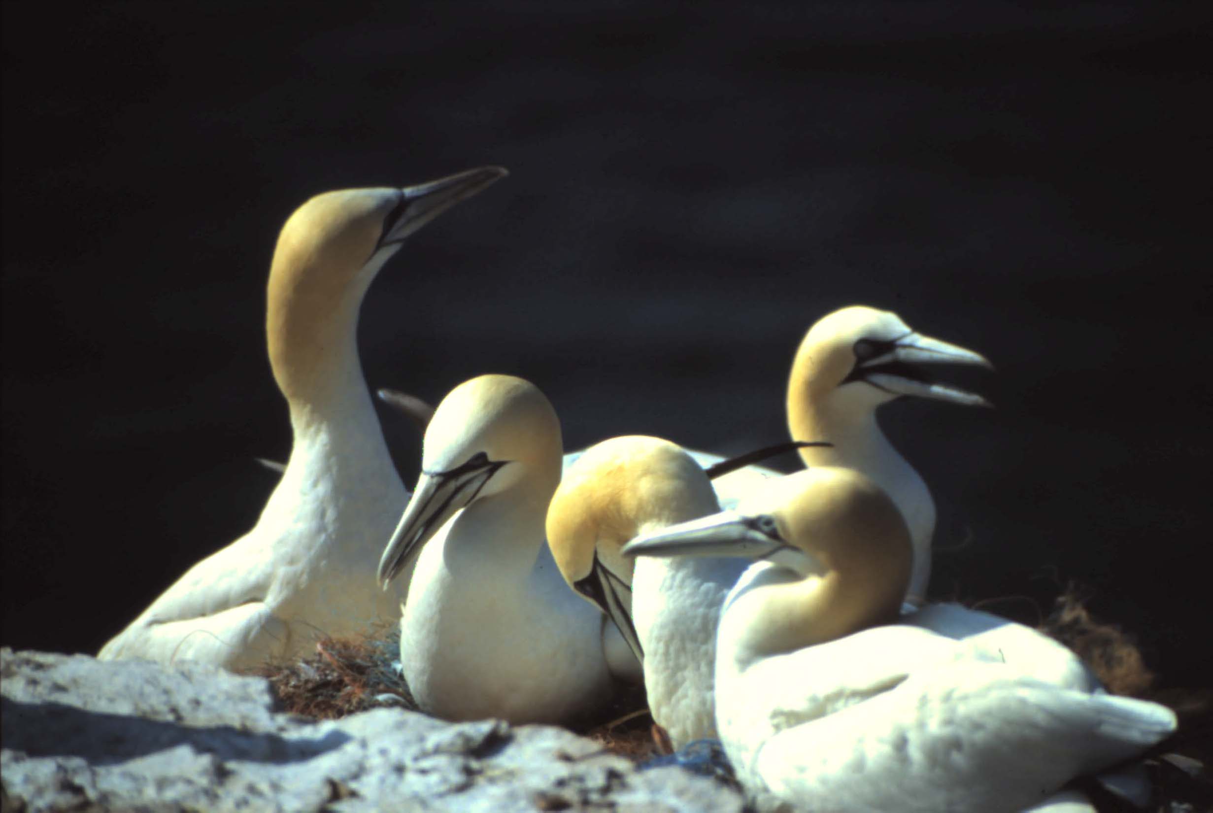 NABU-Vortrag: Helgoland - Tank- und Raststätte für Vögel | regionalHeute.de