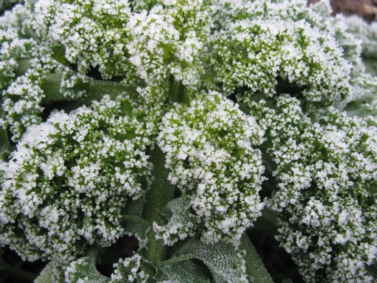 Gegessen wird, was Jahreszeit ist: Der Braunkohl | regionalHeute.de