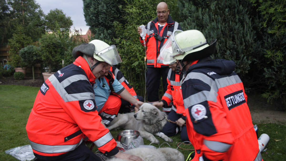 Notfall: Rettungsdienst versorgte Hunde mit Atemnot | regionalHeute.de
