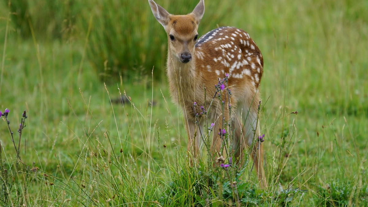 Wildtiere kennen keine Sommerzeit | regionalHeute.de