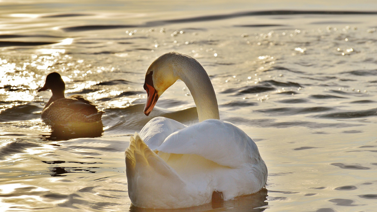 Feuerwehr vereinte Schwanenfamilie in Rümmer | regionalHeute.de