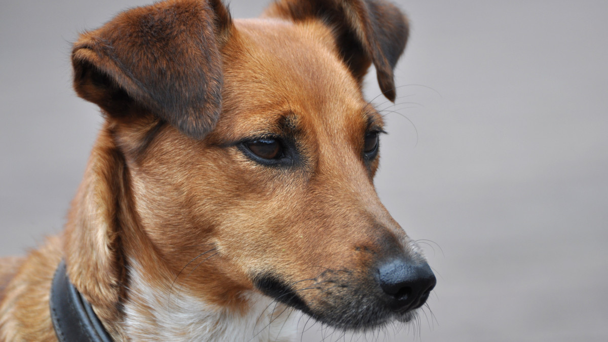 Welpenquäler: Peta setzt 500 Euro Belohnung aus | regionalHeute.de Welpenquäler: Peta setzt 500 Euro Belohnung aus | regionalHeute.de