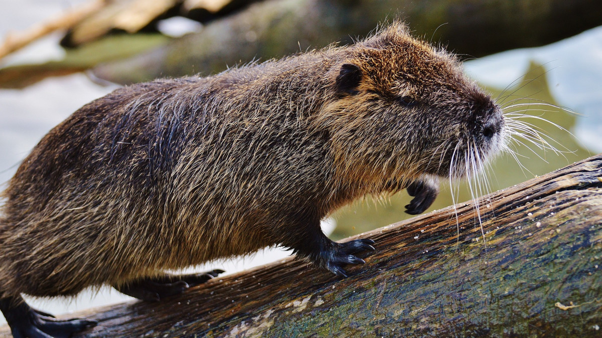 Nutria-Bekämpfung war Thema im Umweltausschuss | regionalHeute.de