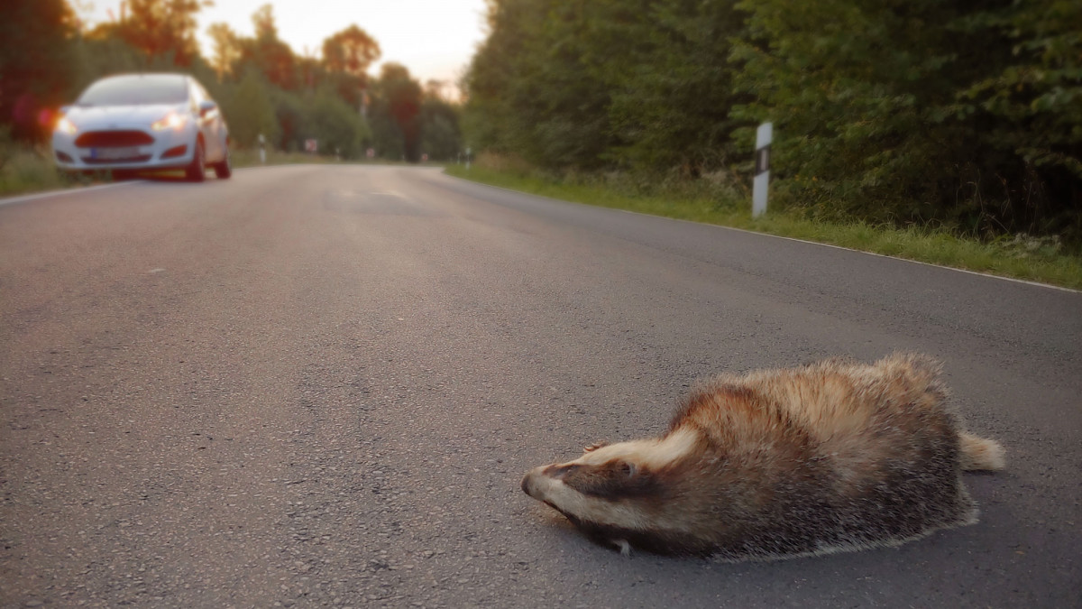 Tote Tiere auf der Straße: So verhält man sich richtig | regionalHeute.de