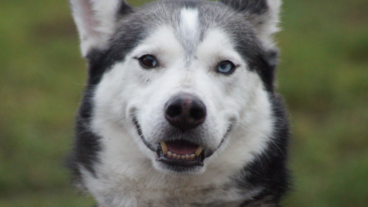 Husky-Rüde Diego sucht ein neues Zuhause | regionalHeute.de