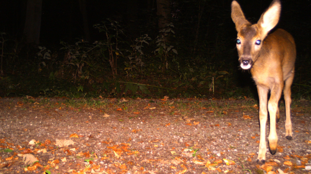 Wildtieren soll die Ausbreitung erleichtert werden | regionalHeute.de