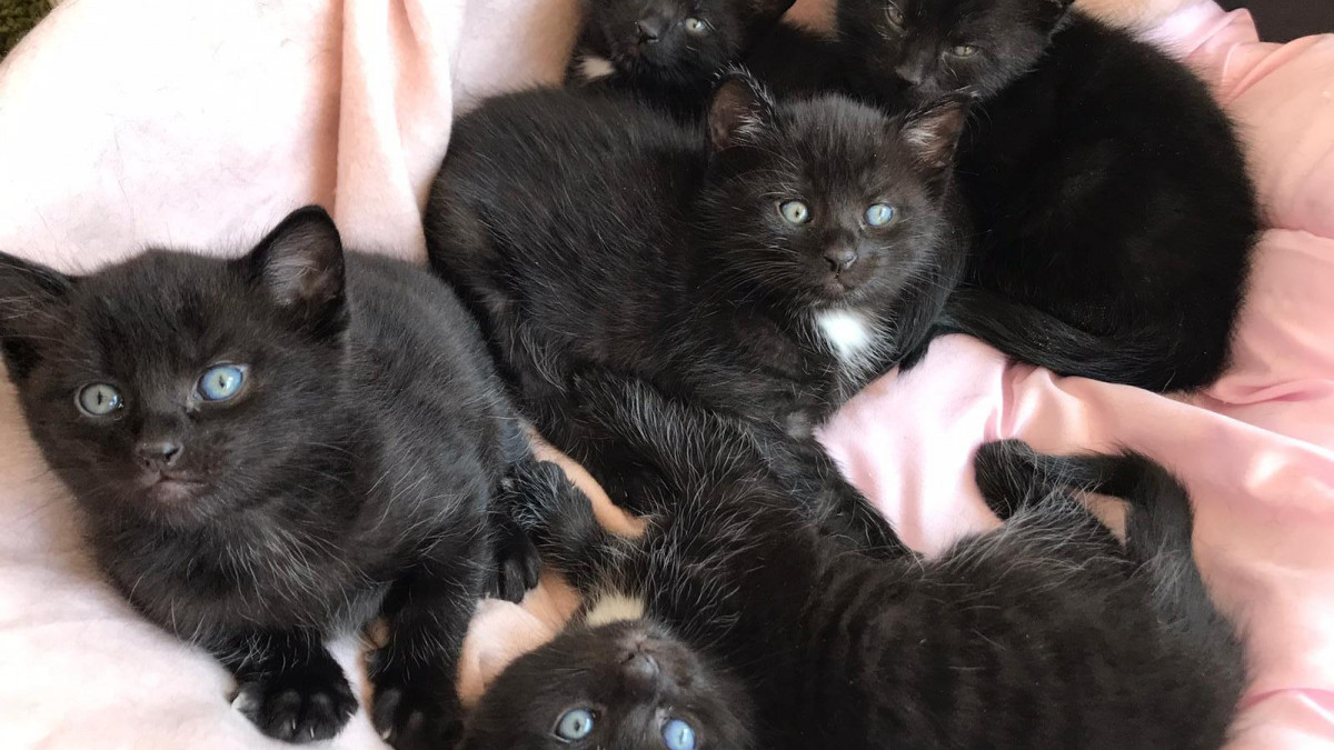 Weltkatzentag: So viele Samtpfoten landen in unseren Tierheimen | regionalHeute.de