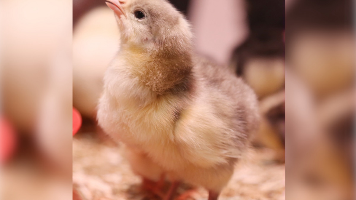 Küken schlüpfen live in Wolfsburg - Osterprogramm des Phaeno vorgestellt | regionalHeute.de