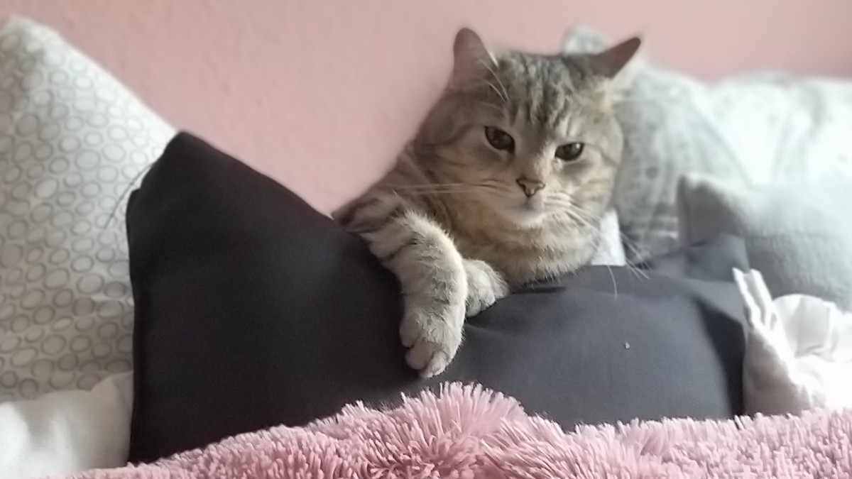 Region Braunschweig: Weltkatzentag: Das sind Ihre Lieblinge | regionalHeute.de