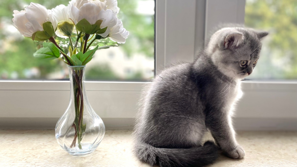 Region Braunschweig: Weltkatzentag: Das sind Ihre Lieblinge | regionalHeute.de