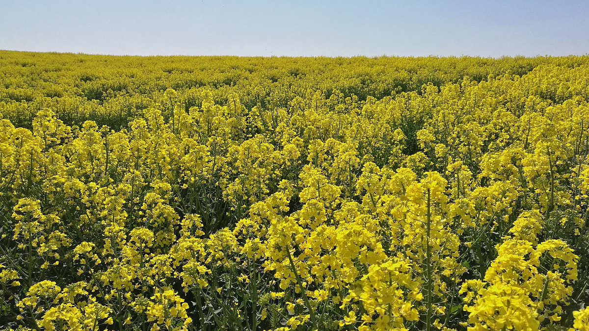 Aufwärtstrend bei Winterraps-Anbauflächen setzt sich fort ...