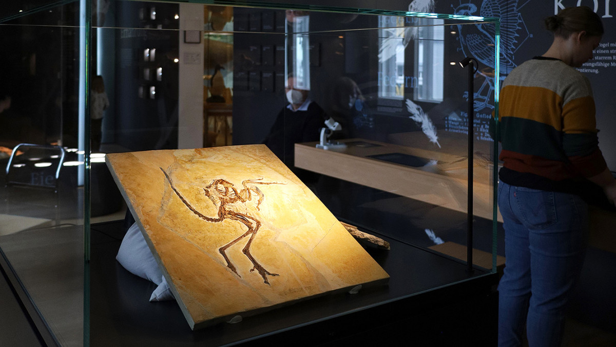 Braunschweig: Hier kann man den Urvogel Archaeopteryx bestaunen ...