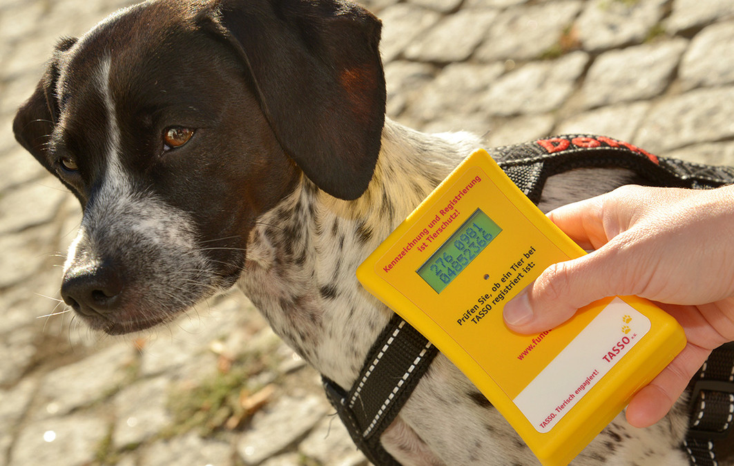 Tierkennzeichnung: Der Chip und was er wirklich kann | regionalHeute.de