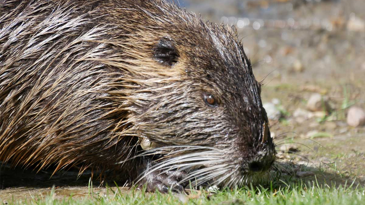 Nutrias: Wie schädlich sind die niedlichen Nager wirklich ...