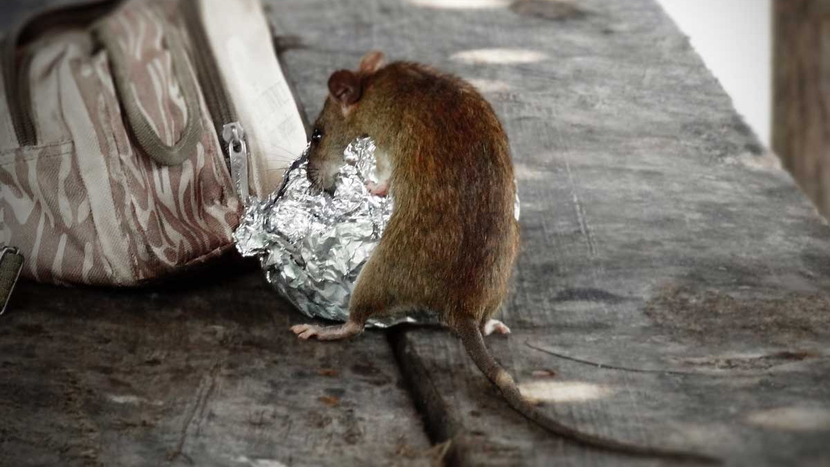 Rattenplage in Salzgitter: Jetzt sind die Bürger gefragt | regionalHeute.de