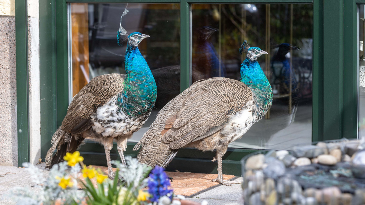 Wo kommen die denn her? Pfauen sorgen für Aufsehen in Thiede ...